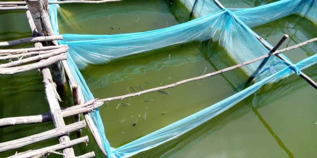 Yuunvarsiitichi cuuciwwan Qurxummii kuma 80 ol horsiisuun qonnaan ...