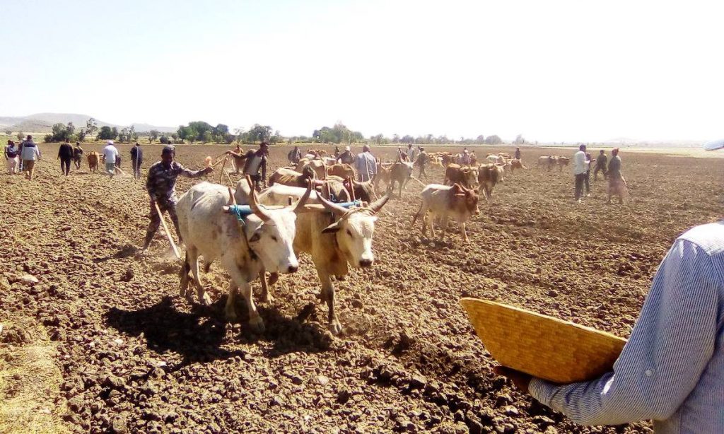 Oromiyaatti misoomni qamadii jallisii bonee eegalame – Welcome to Fana ...