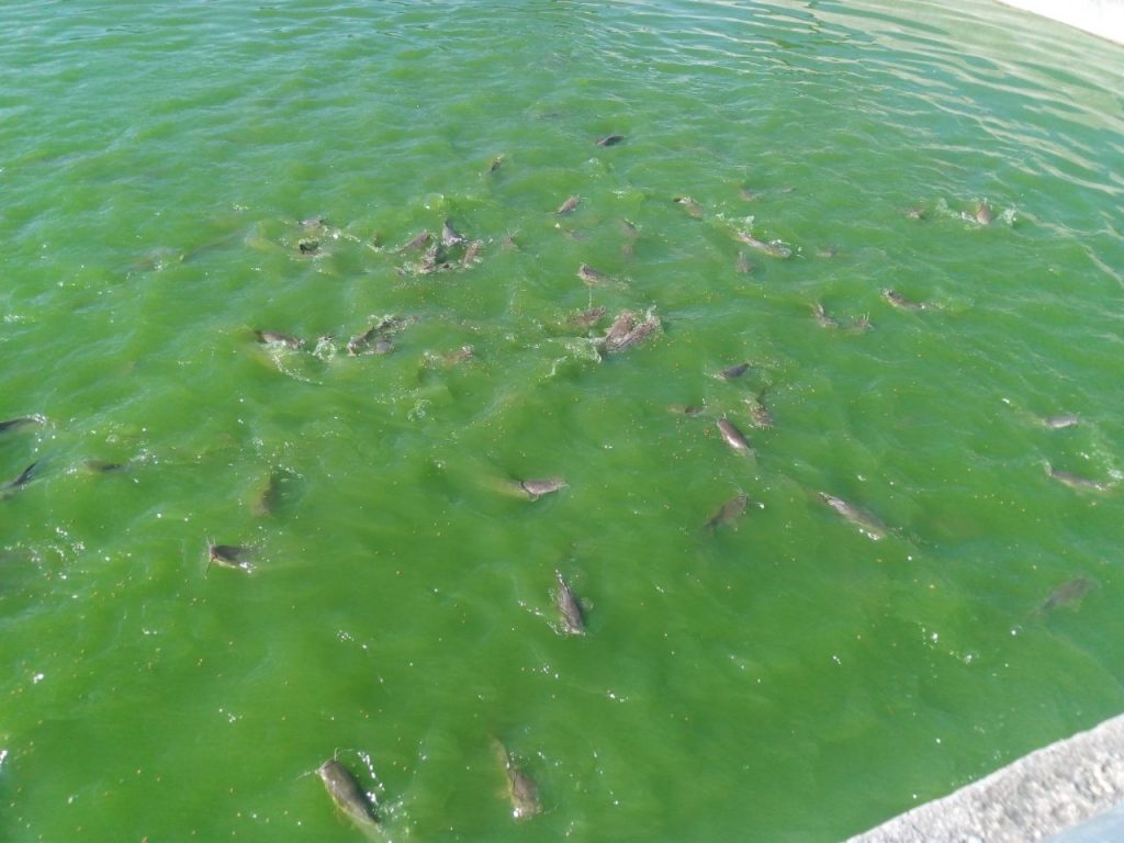 Giddu galichi bara kana Qurxummii kuma dhibba 1 ol horsiisuufi jedhame ...