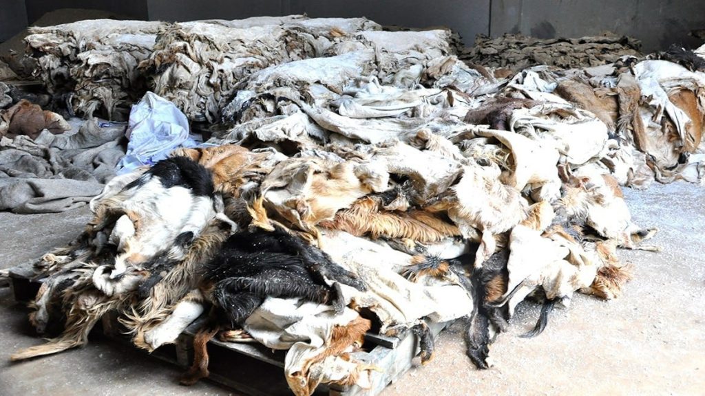 Wayita qalmaa gogaa fi kal’eef of eeggannoon taasifamuu akka qabu ...