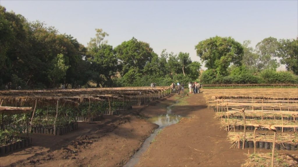 Naannichatti biqiltuun ganna dhufu dhaabamu miiliyoonni 55 ol qophaa’aa ...