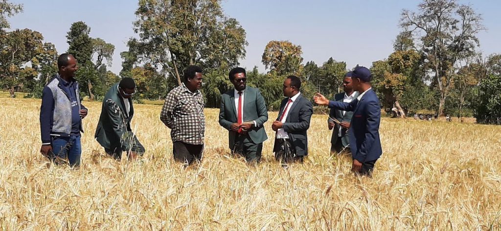 Arsii Lixaatti Garbuu Biiraarraa omishamaa jirurraa kuntaalli ...