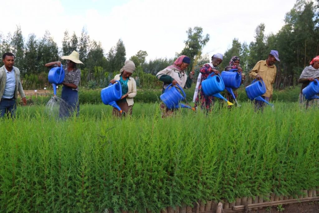 Sagantaa Ashaaraa Magariisaaf Biqiltuuwwan Biiliyoona 6 3 Qophaa Aniiru
