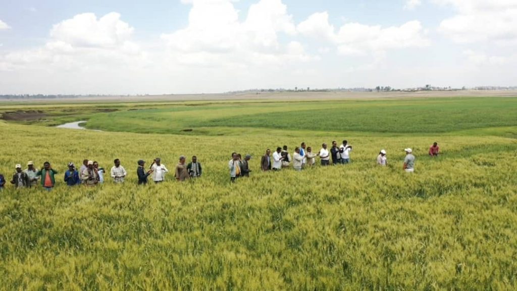 Hojiileen misooma Qamadii fi Garbuu Biiraa Shawaa Kaabaa daawwataman ...