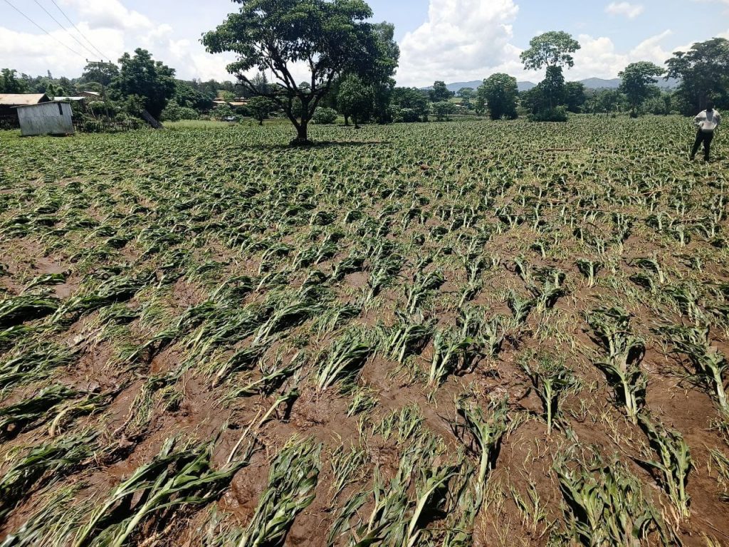 Godina Gujiitti balaa Lolaa mudateen lubbuun namoota 4 darbe – Welcome ...