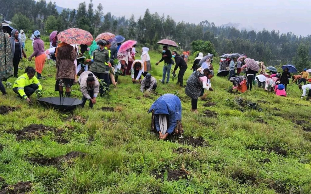 Oromiyaatti duulli guyyaa tokkotti biqiltuu miiliyoona 30 dhaabuu ...