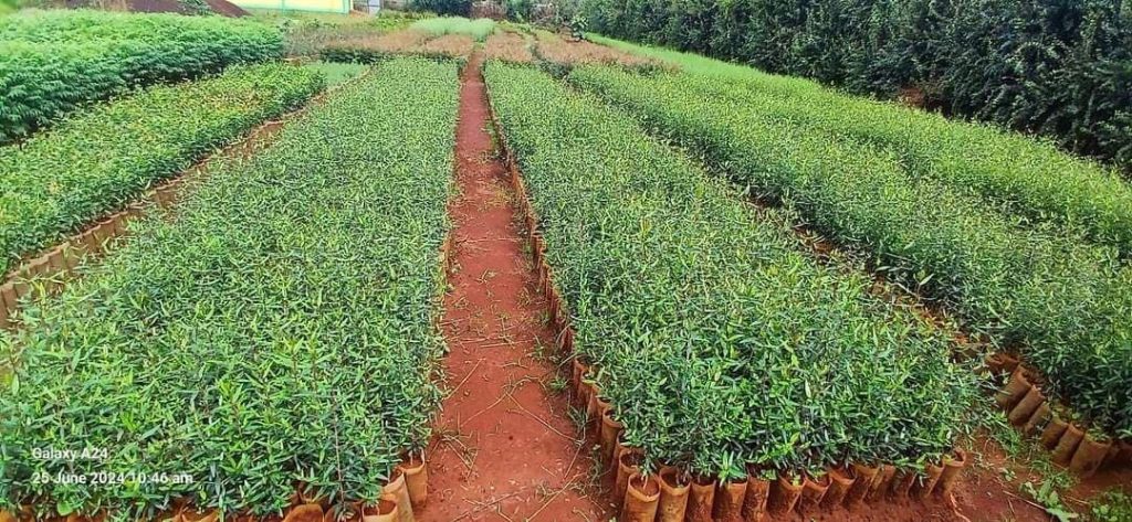 Oromiyaatti “Duula guyyaa tokkoon biqiltuu miiliyoona 600 dhaabuu”f ...