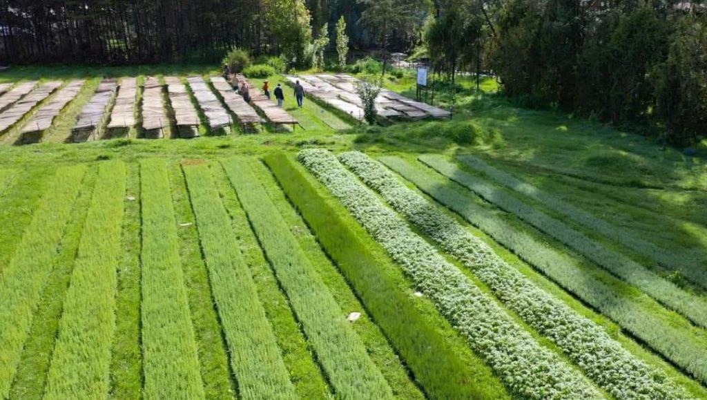 Dhaabbii biqiltuu Guyyaa tokko milkeessuuf qophiin xumuramuu ibsame ...