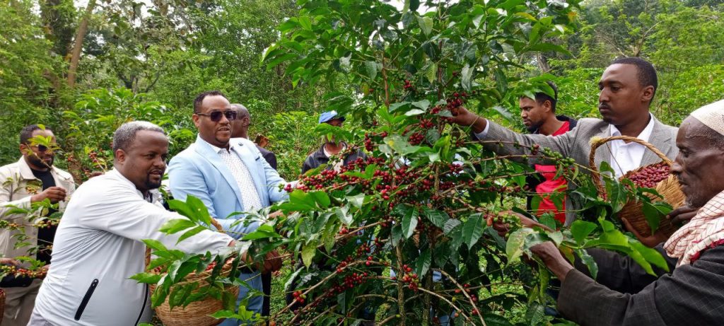 Qonnaan bultoonni 505 omisha isaanii kalattin gabaa alaaf dhiyeessaa ...
