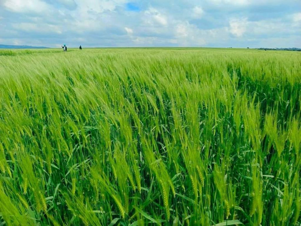 Godinichatti qonna gannaan lafti heektarri kuma 800 ol midhaan gosa ...