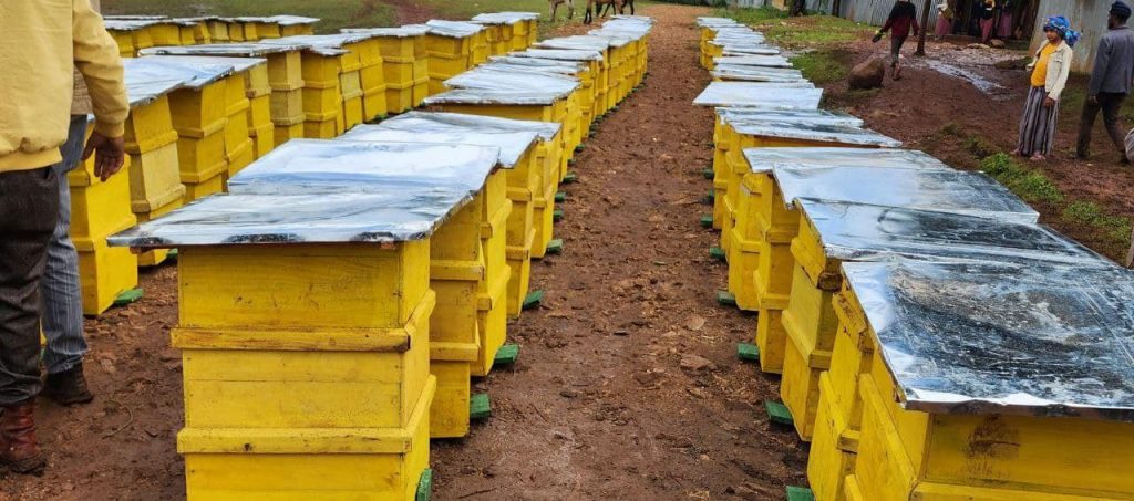 Magaalichatti misooma Dammaa babal’isuuf hojjetamaa jiraachuu ibsame ...