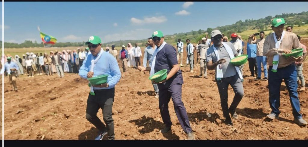 Aanaalee Godina Jimmaa adda addaa keessatti facaasaan Qamadii jallisii ...