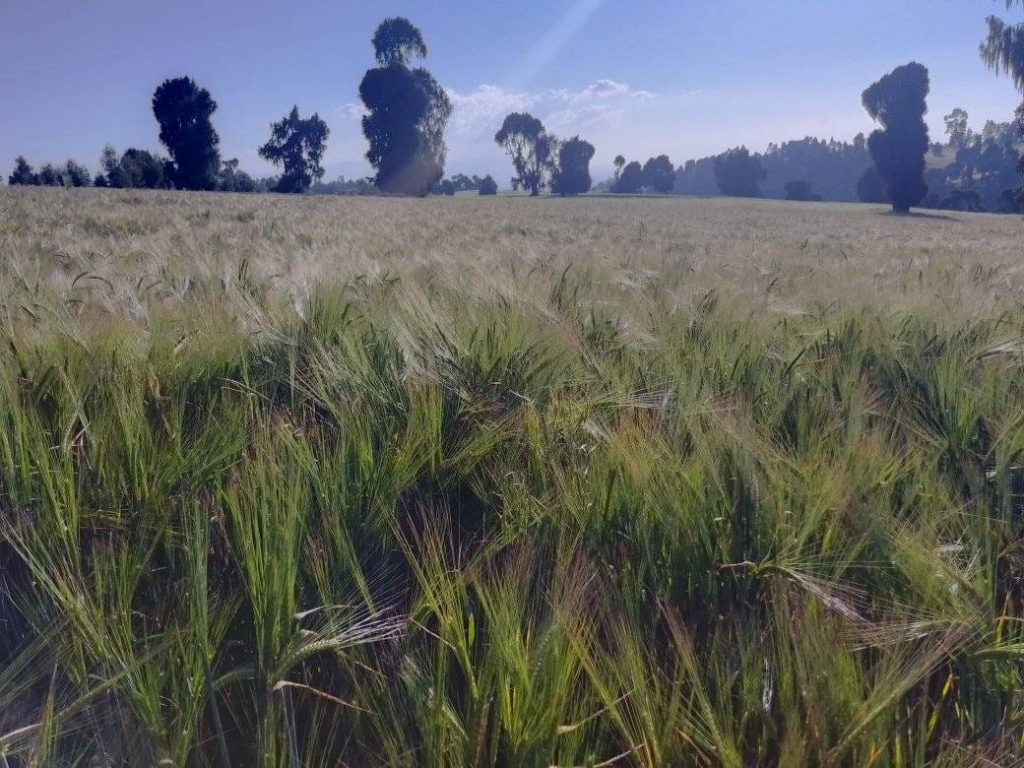 Hanga ammaatti Garbuun Biqila Biiraa lafa hektaara kuma 1 fi kuma 54 ...