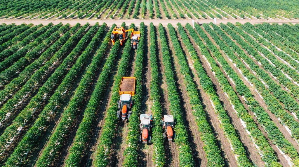 Hanga omisha bunaa waggaatti toonii kuma 500 ture dachaan guddisuun ...