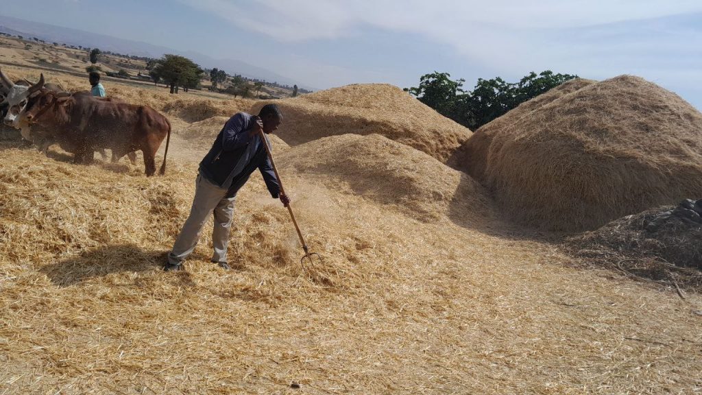 Qonnaan Bulaa Oomisha qamadiin Abbaa qabeenya miiliyoonootaa ta’an ...