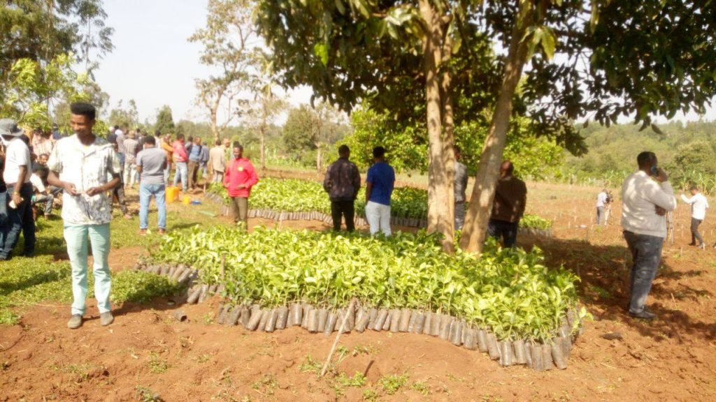 Naannoo Sidaamaatti sagantaan dhaabbii biqiltuu Bunaa eegalame ...