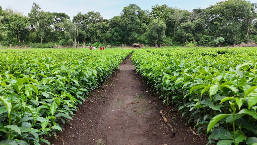 Oromiyaatti Biqiltuun Bunaa biiliyoonni 2.7 qophaa’e – Welcome to Fana ...