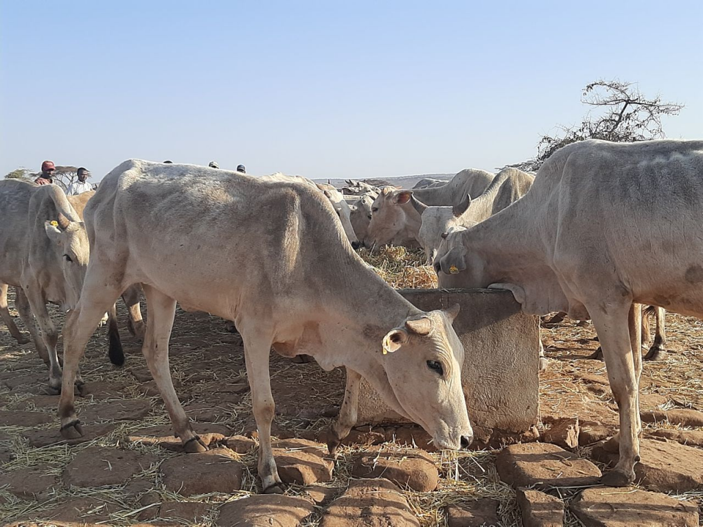 Official says 4.4 million bales of hay needed to save 10pct of cattle ...