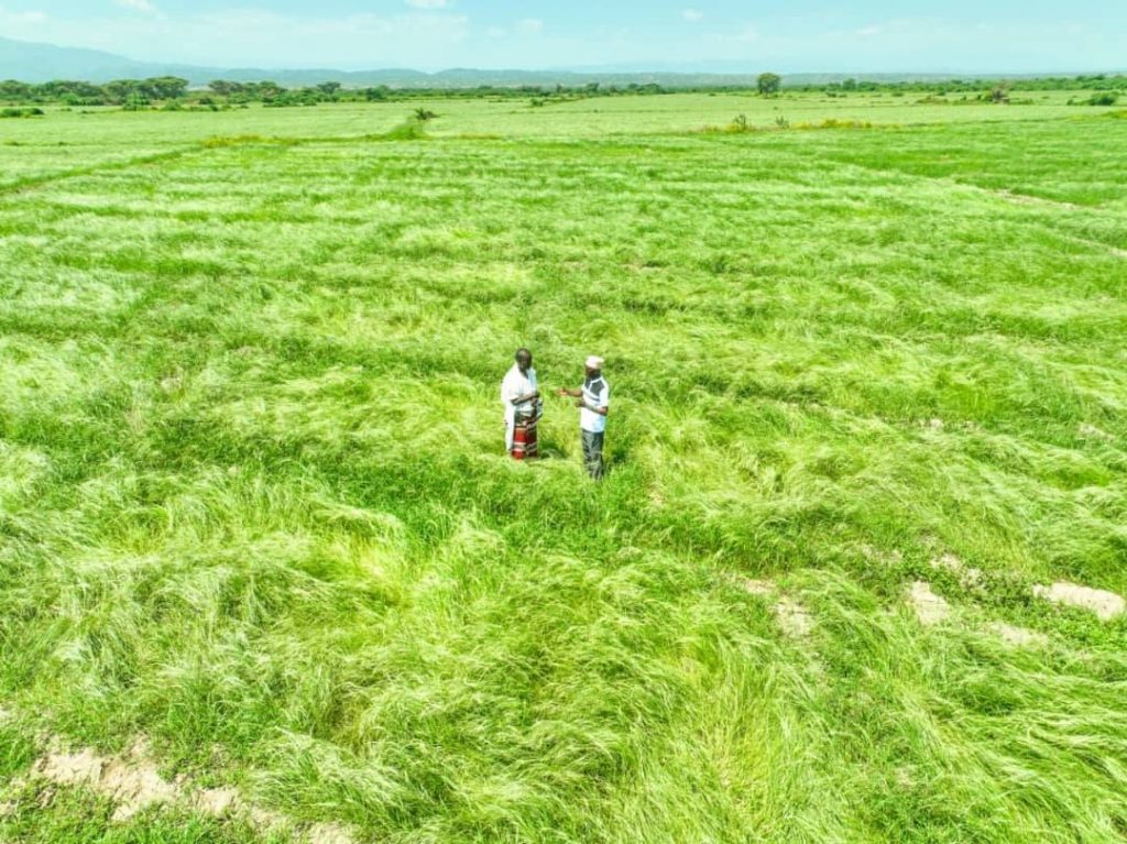 Teff cultivation gains momentum in Afar region – Welcome to Fana Media ...