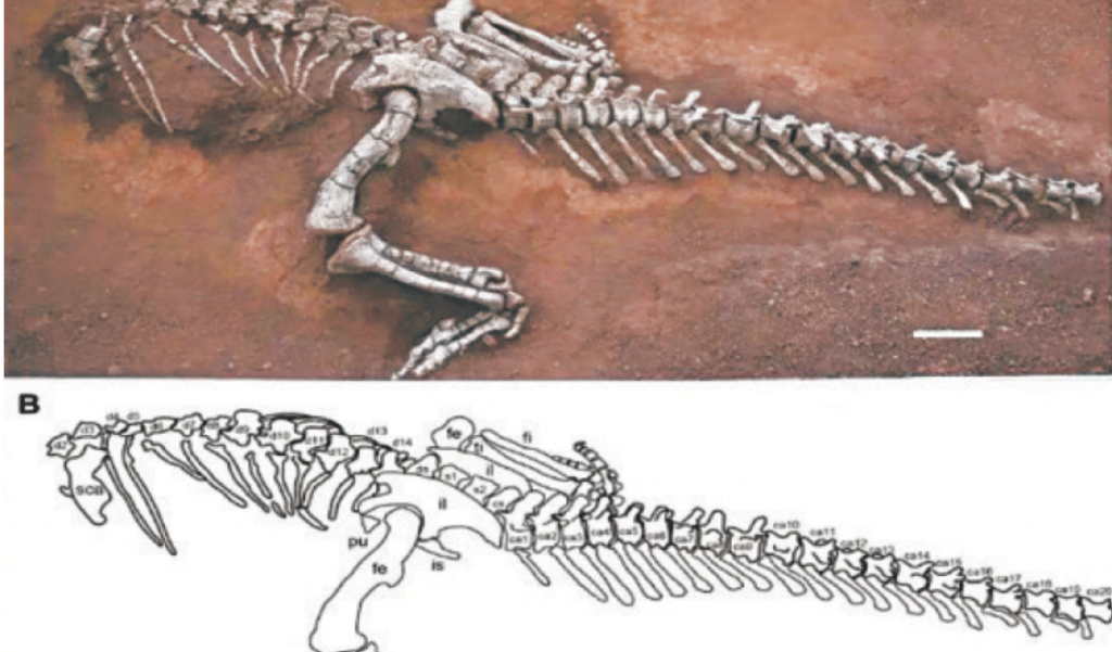 China discovers new sauropod dinosaur species – Welcome to Fana Media ...
