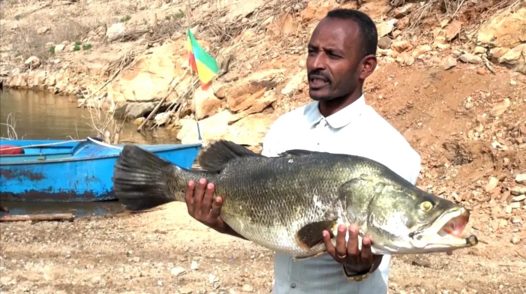 GERD yields over 5,800 tons of fish this FY as fisheries dev’t ...